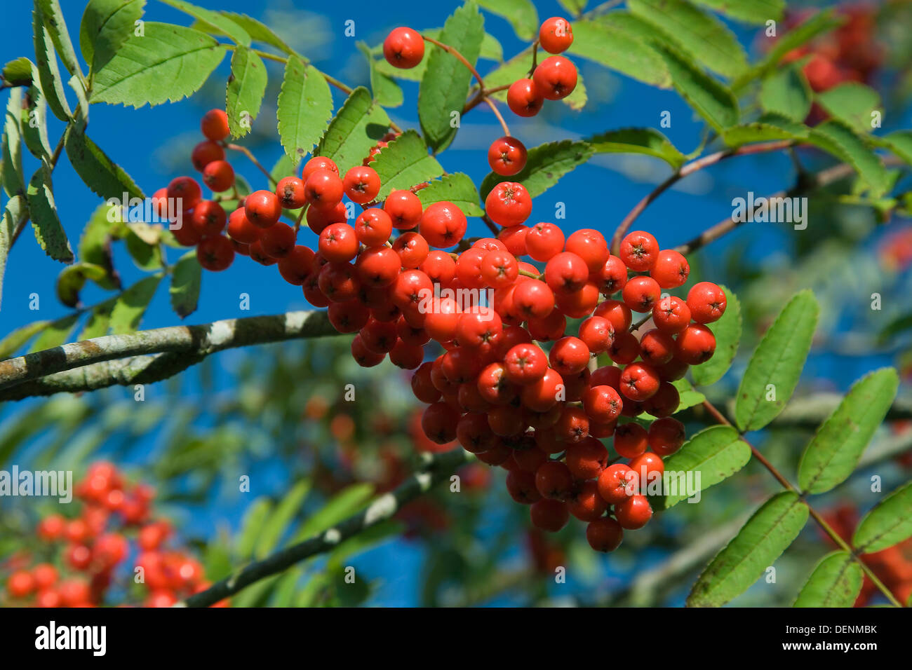 Rowan trees with red fruits hi-res stock photography and images - Alamy