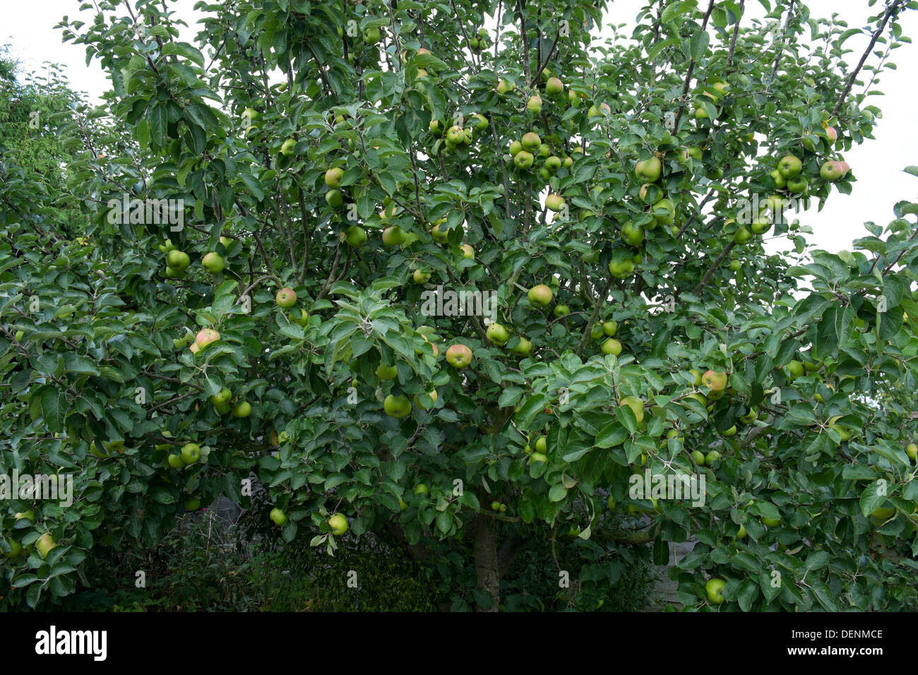 Bramley apple tree, with good crop of fruit, late August Stock Photo ...