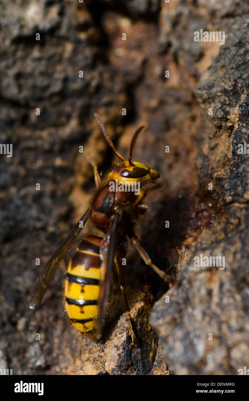 European hornet hi-res stock photography and images - Alamy