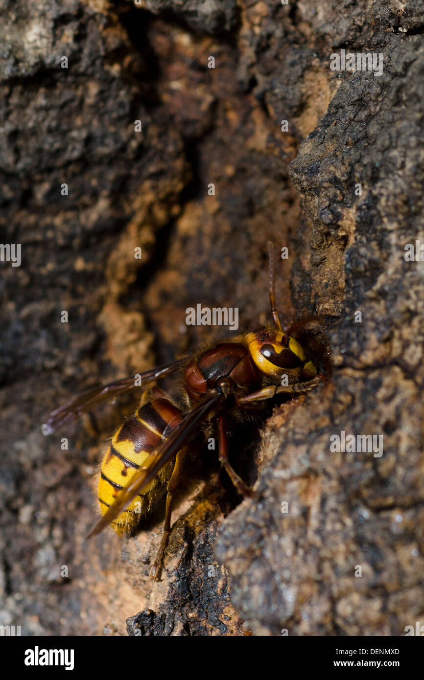 Hornet eating hi-res stock photography and images - Alamy
