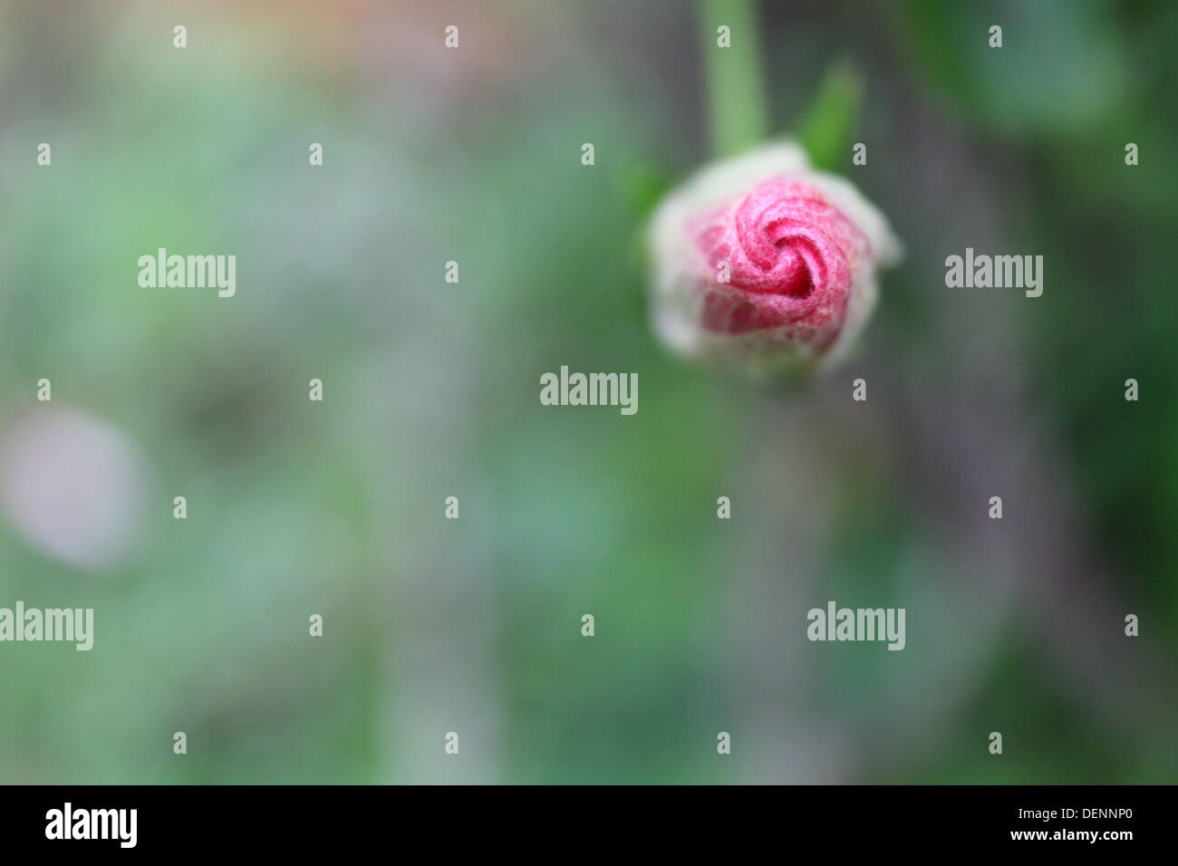 Chembarathy mottu hi-res stock photography and images - Alamy