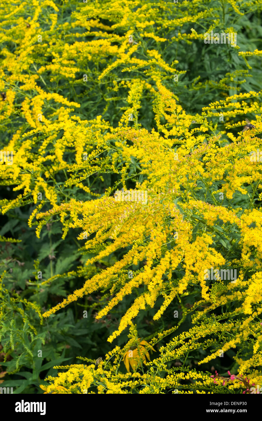 solidago rugosa, golden rain Stock Photo - Alamy