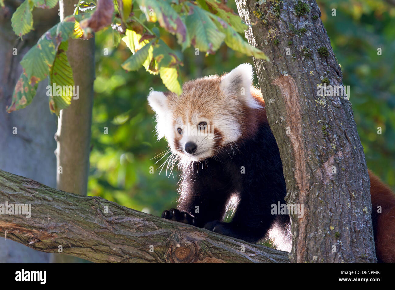 red panda (Ailurus fulgens Stock Photo - Alamy