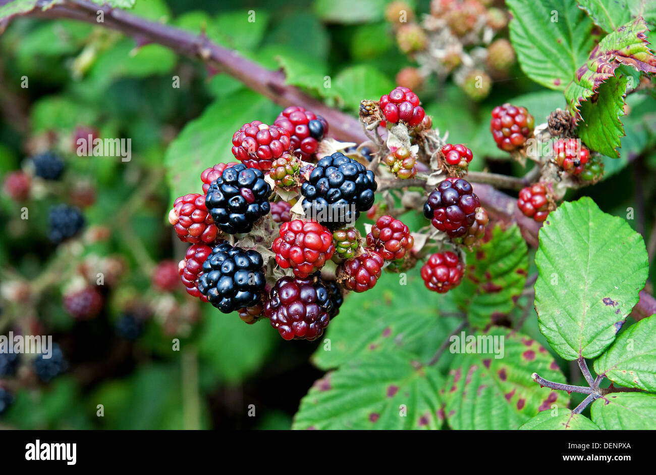 Wild blackberries ripening in hi-res stock photography and images - Alamy
