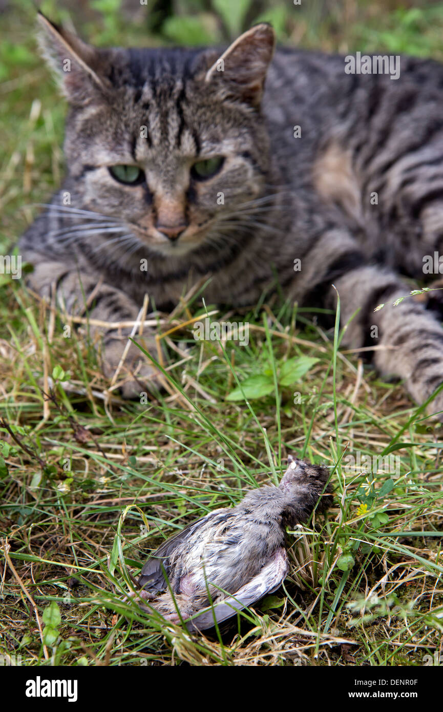 Cat bird attack hi-res stock photography and images - Alamy