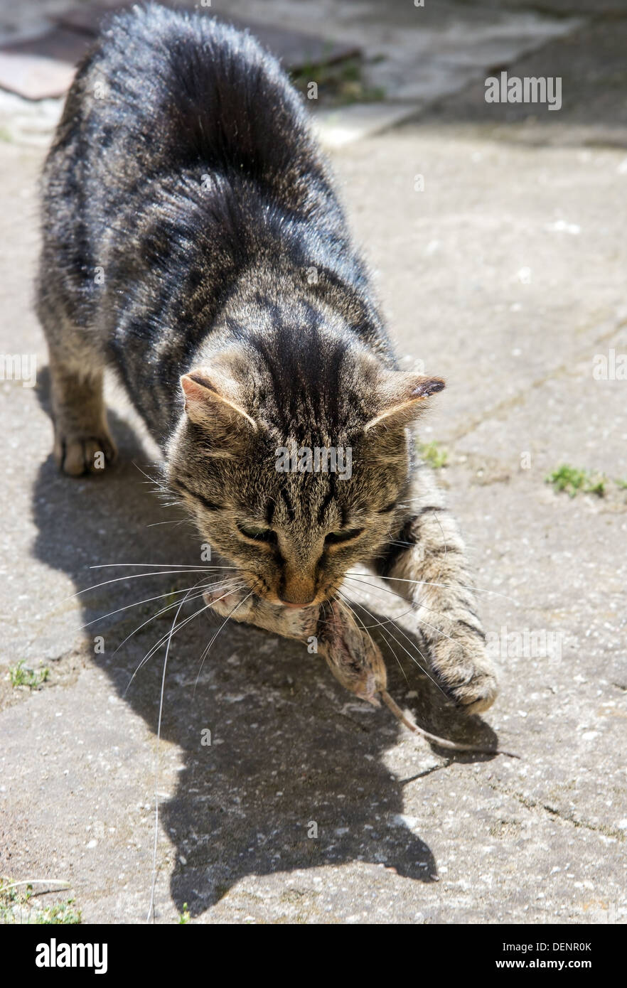 Mouse bite hi-res stock photography and images - Alamy