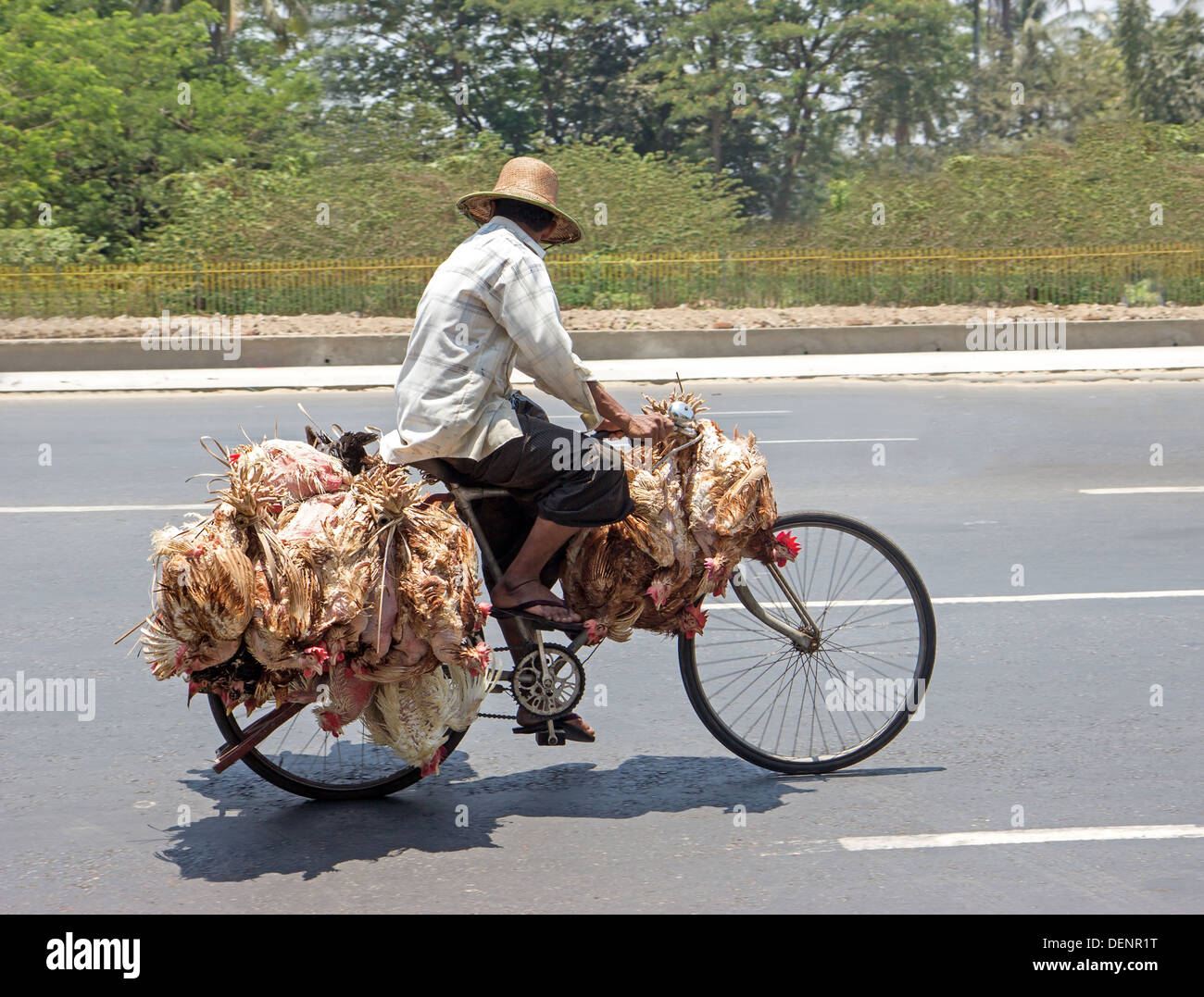 Poultry transport hi-res stock photography and images - Alamy