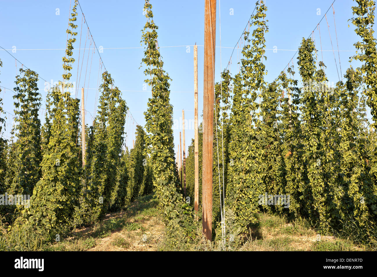 Male cannabis plant flowers hi-res stock photography and images - Alamy