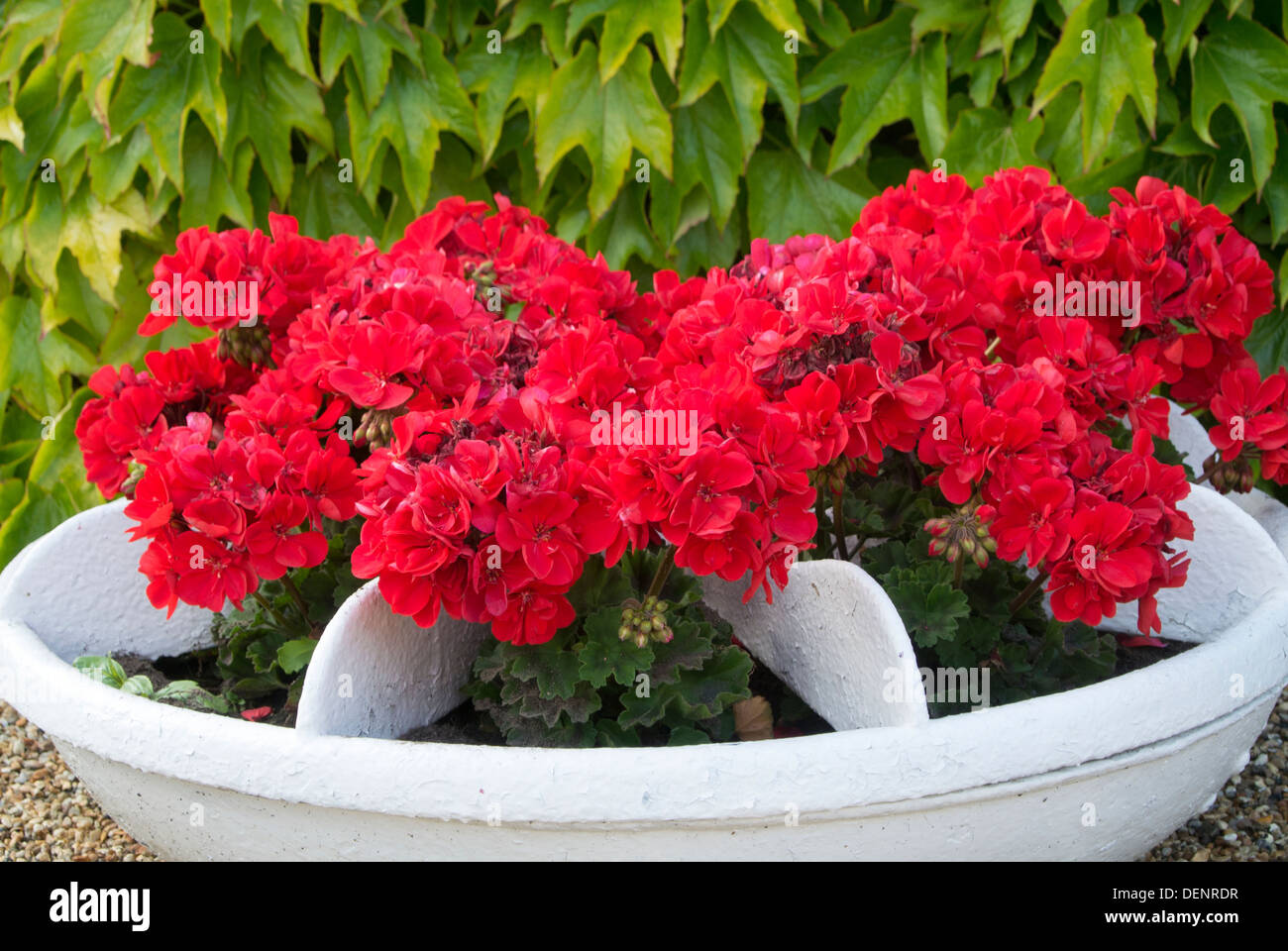 Red geraniums planted in a reclaimed cast iron cattle feed trough Stock ...