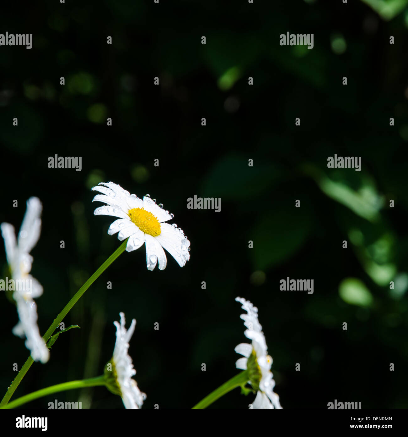 Daisy with water drops at dark background Stock Photo - Alamy