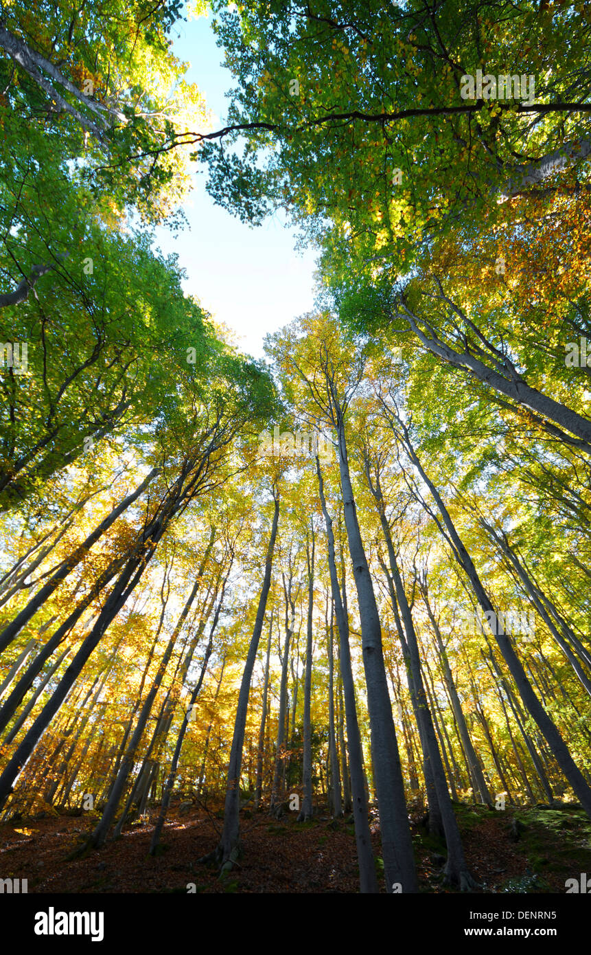 view of a beech forest in the natural park of Moncayo, Zaragoza, Aragon ...