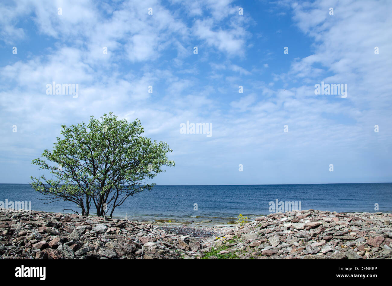 Lone tree at the coast of the Baltic Sea. From the island Oland in ...