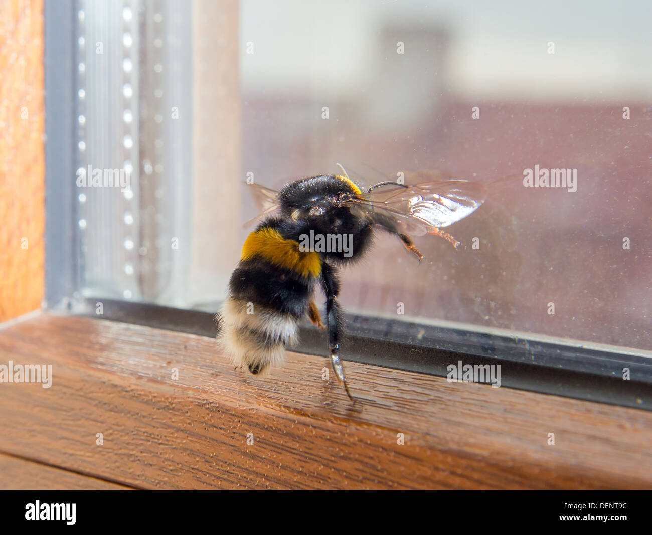 Bumblebee wants to fly through the window Stock Photo - Alamy