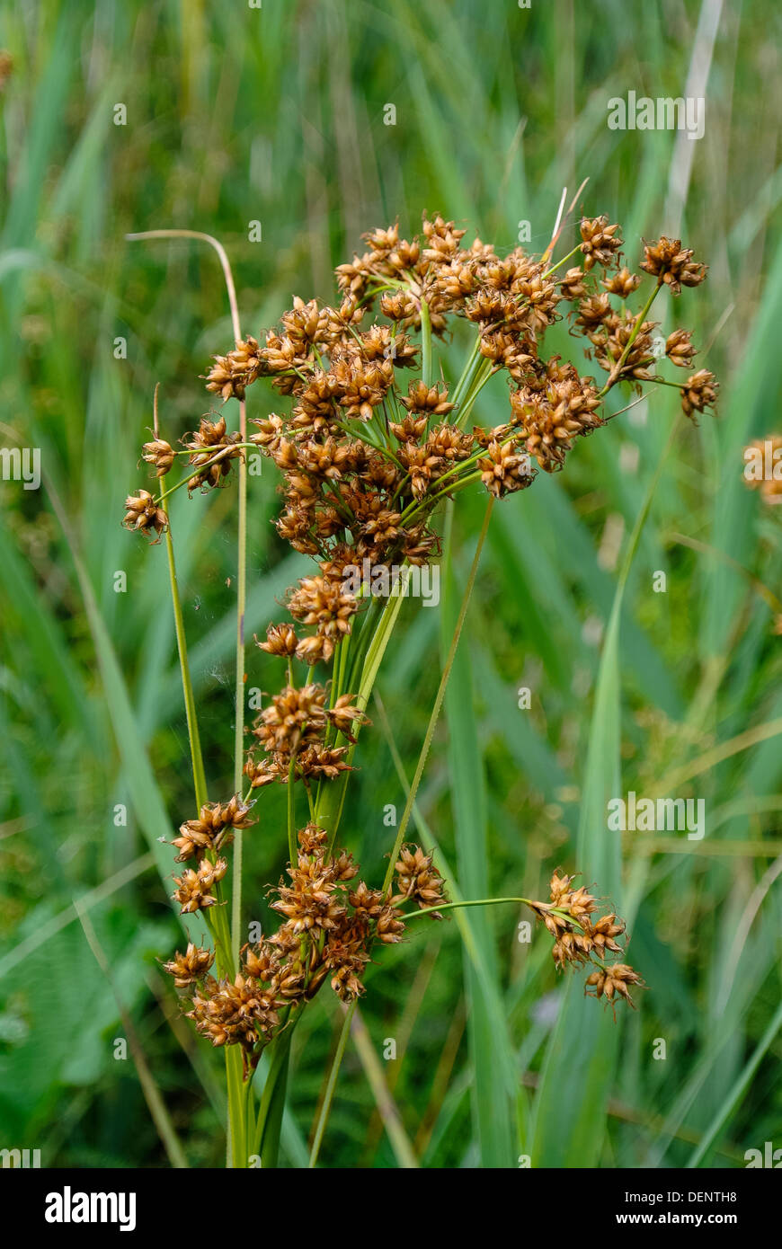 'Saw-sedge', Great Fen-sedge, Cladium mariscus, close up of seed head ...