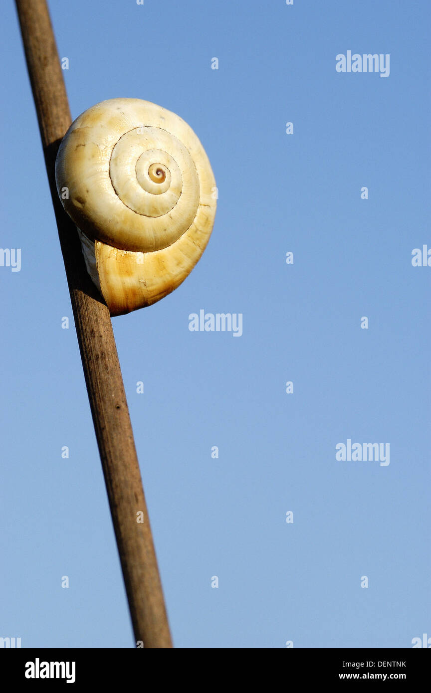 Helix sp hi-res stock photography and images - Alamy