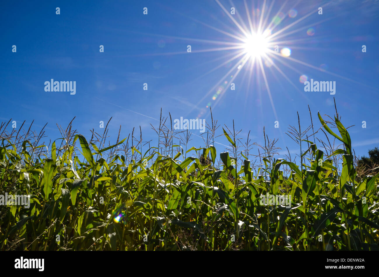 Sunshine over a green corn field Stock Photo - Alamy