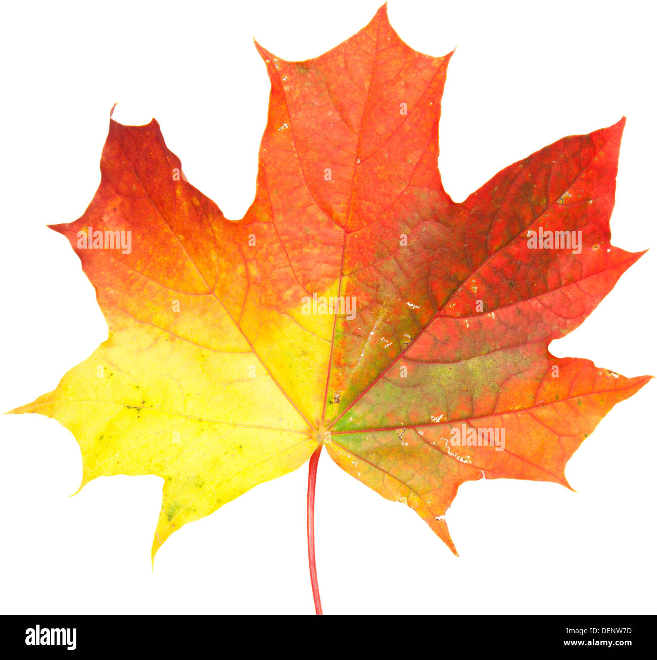 maple leaf isolated on white Stock Photo - Alamy