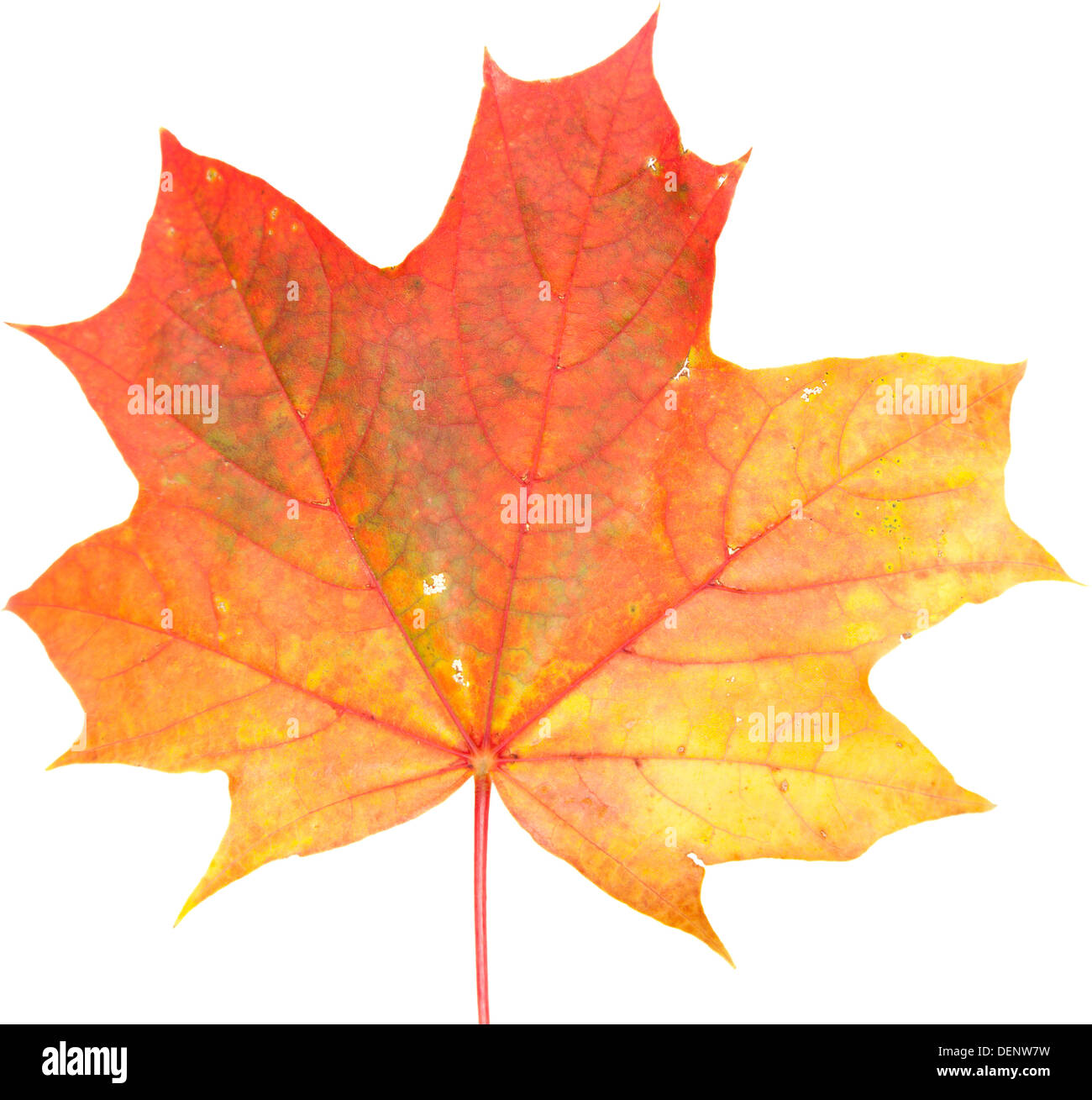 maple leaf isolated on white Stock Photo - Alamy