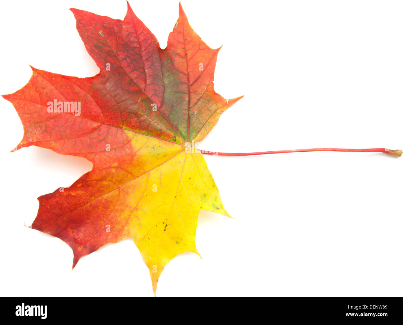 maple leaf isolated on white Stock Photo - Alamy