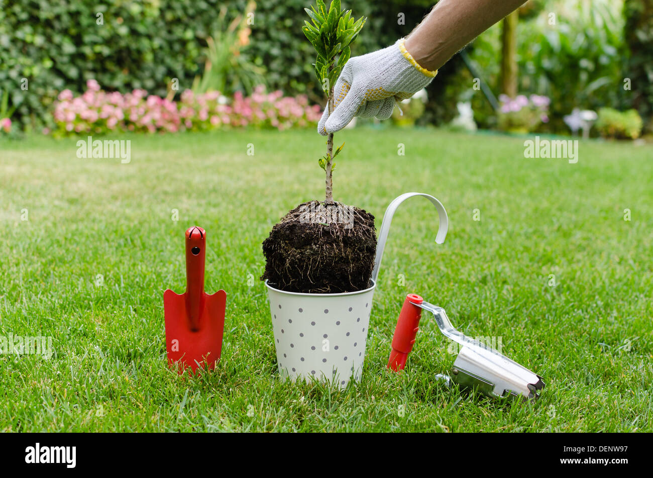 Planting new tree hi-res stock photography and images - Alamy