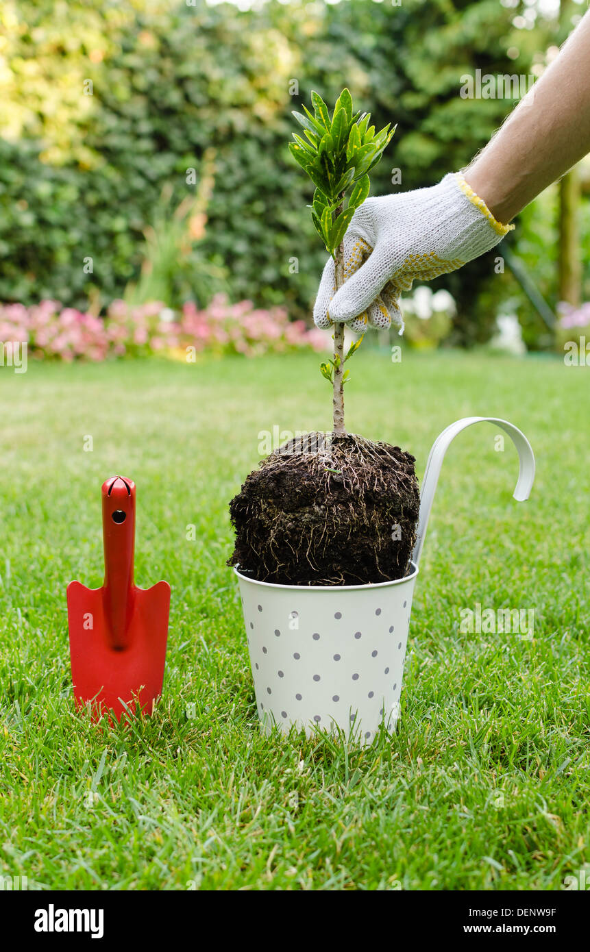 Planting new tree into the flowerpot in blooming garden Stock Photo - Alamy