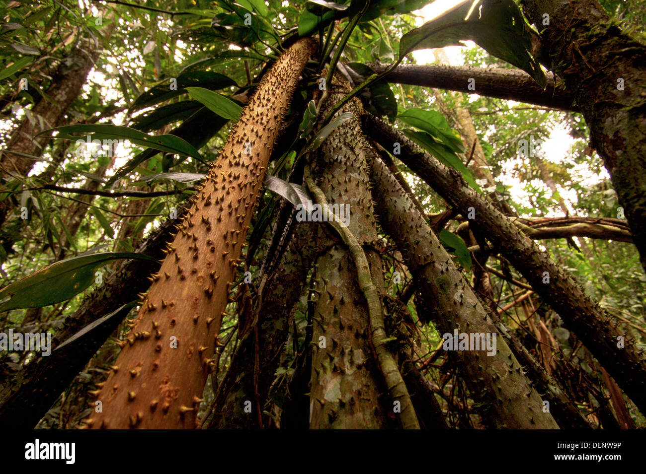 Socratea Exorrhiza High Resolution Stock Photography and Images - Alamy