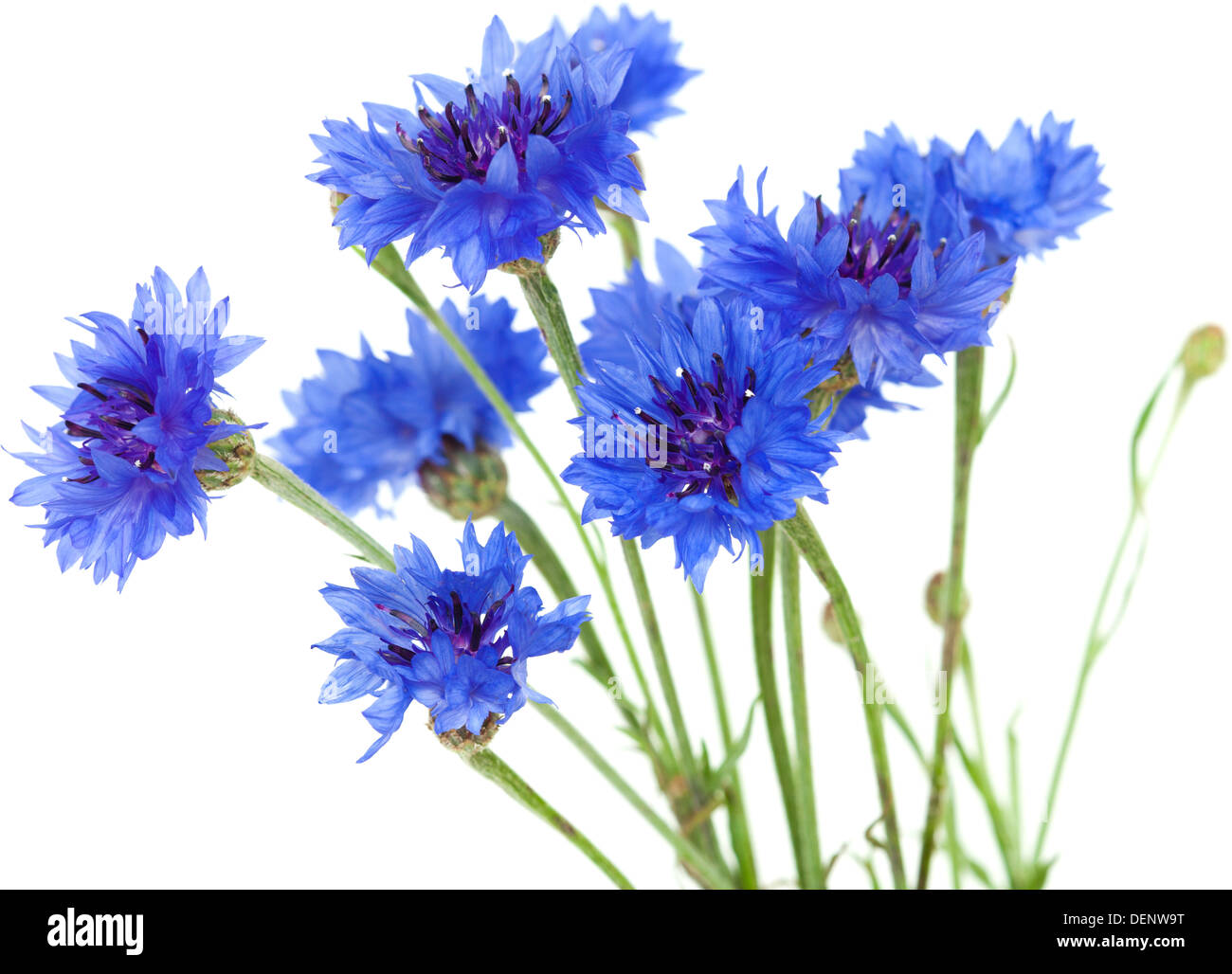 Blue cornflower hi-res stock photography and images - Alamy