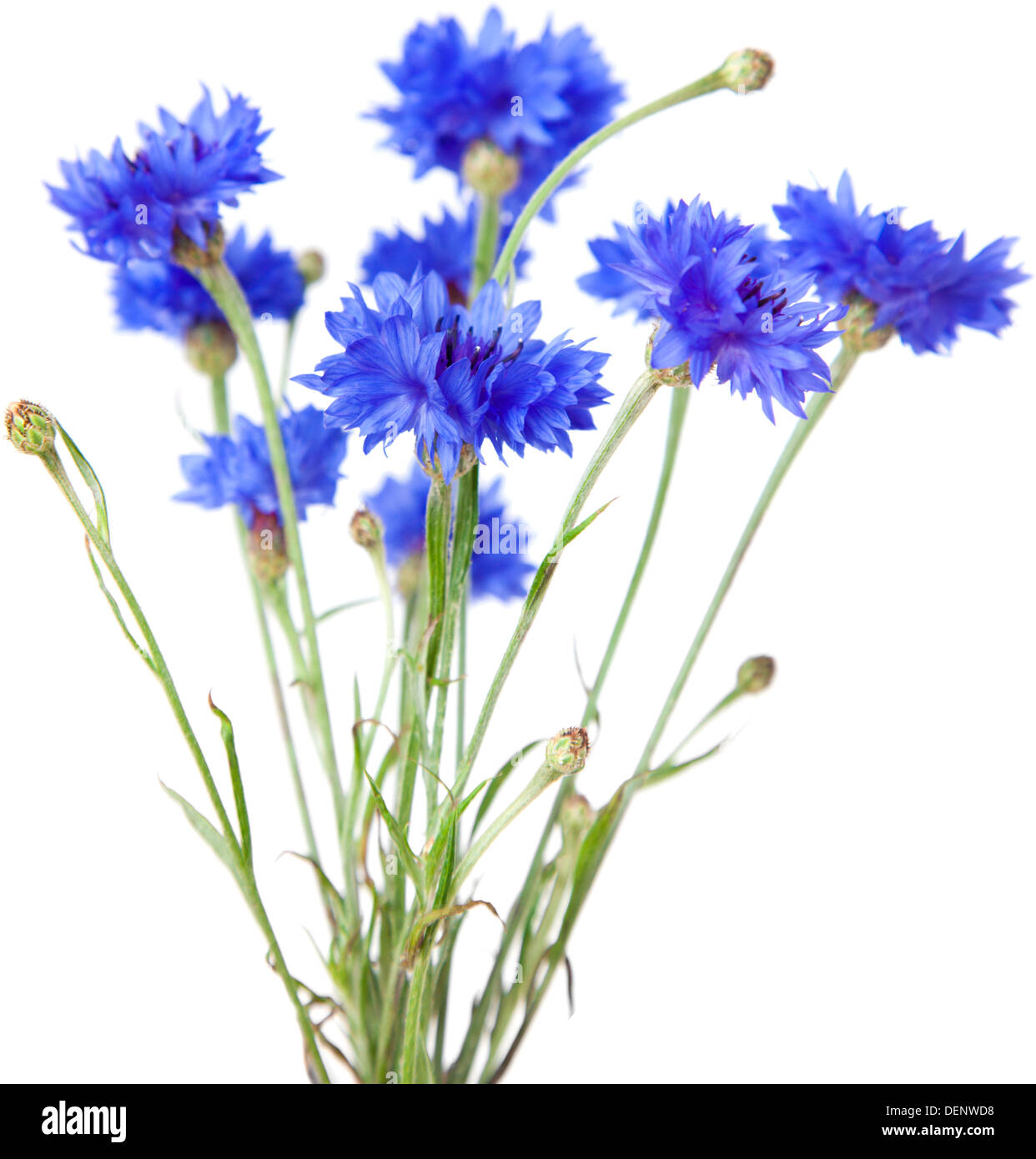 dark blue cornflower isolated on white Stock Photo - Alamy