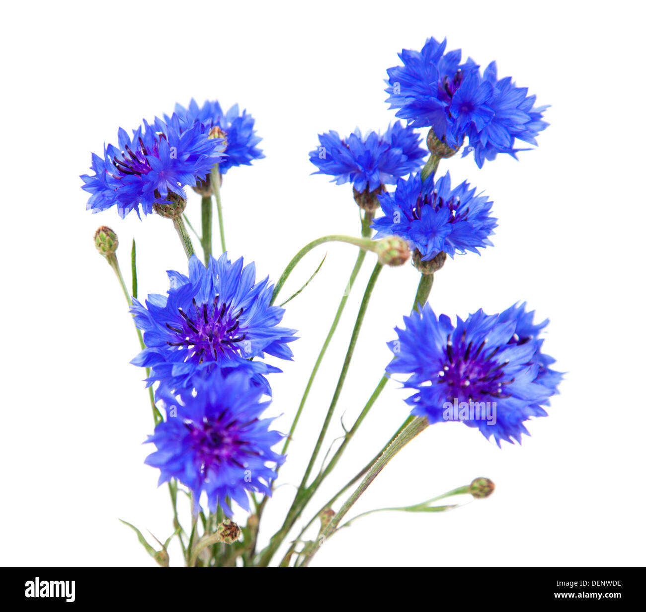 centaurea flowers isolated on white background Stock Photo - Alamy