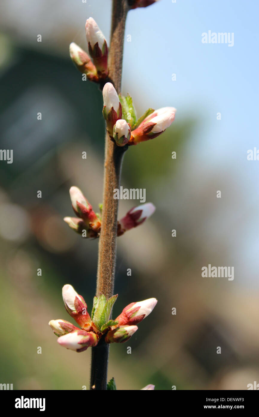 branch with unopened buds of Prunus tomentosa's flowers Stock Photo - Alamy