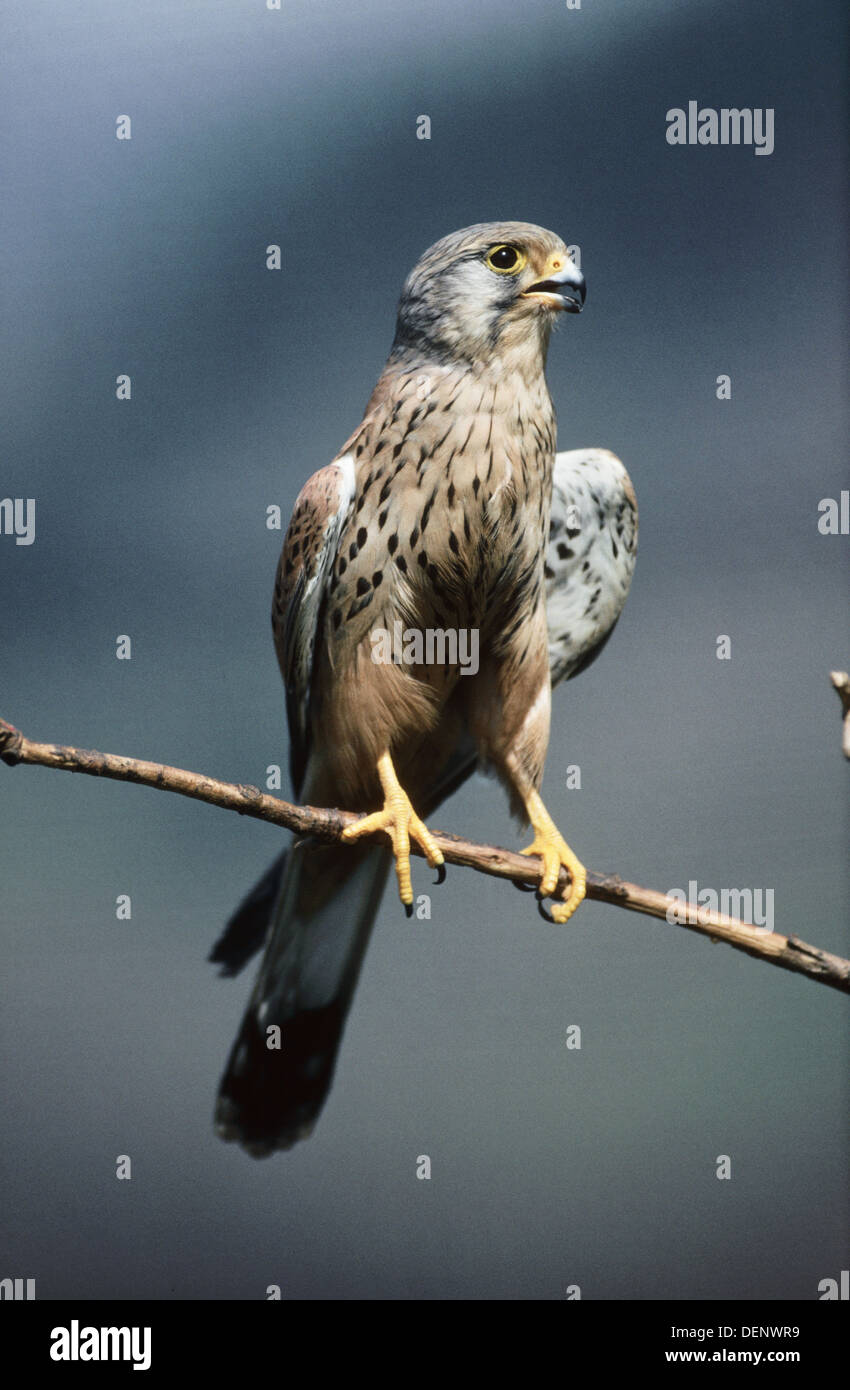 Krestel High Resolution Stock Photography and Images - Alamy