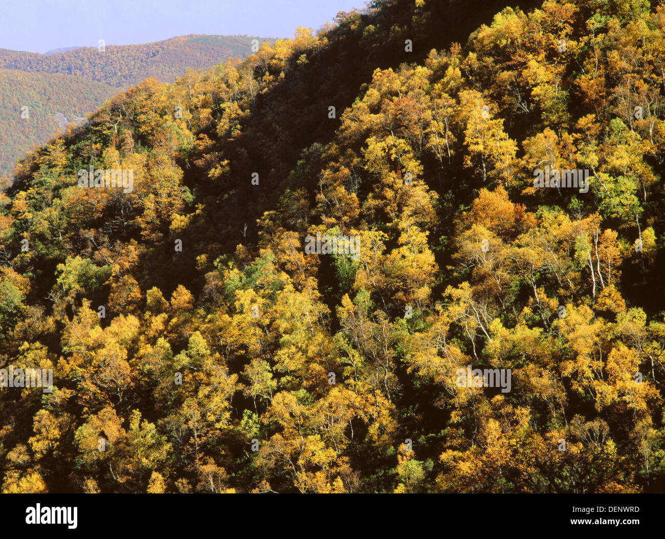 Betula celtiberica hi-res stock photography and images - Alamy