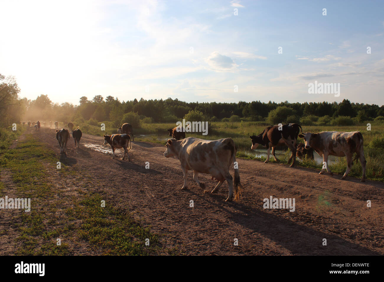 cows coming back from pasture in the evening Stock Photo - Alamy