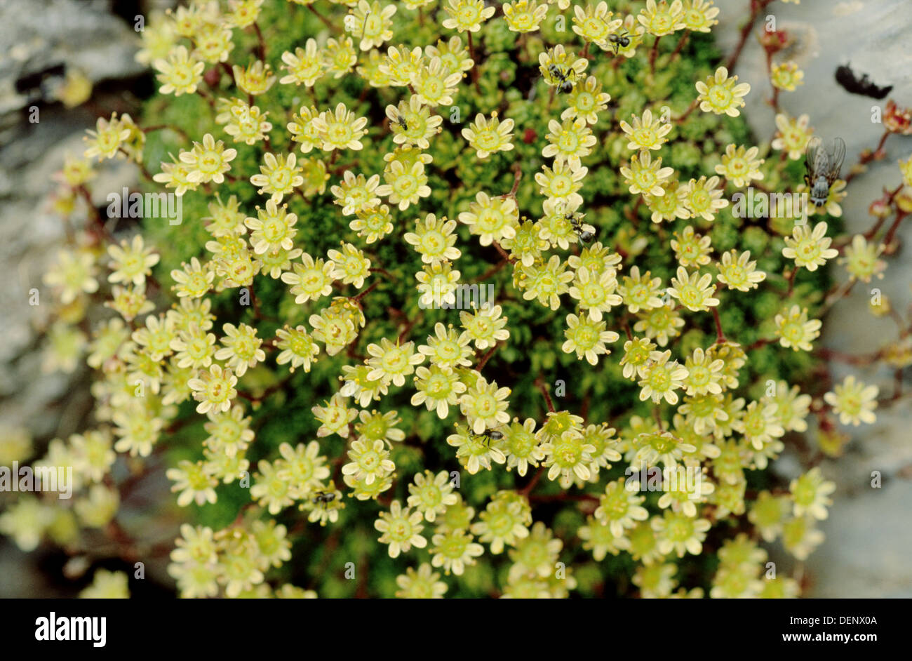 Yellow mountain saxifrage saxifraga aizoides hi-res stock photography ...
