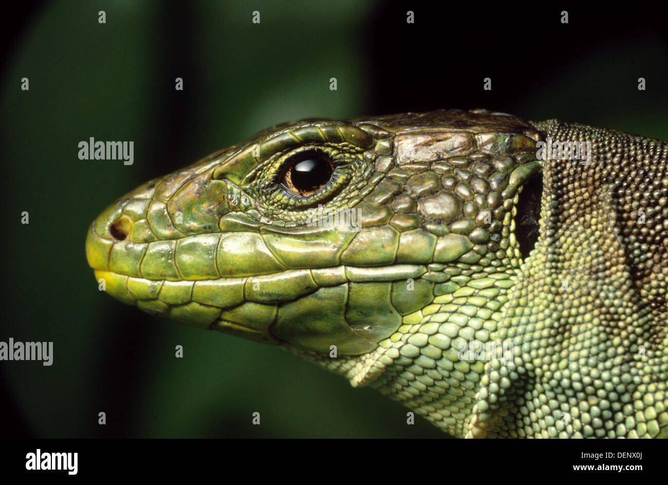 Jewelled lizard lacerta lepida hi-res stock photography and images - Alamy