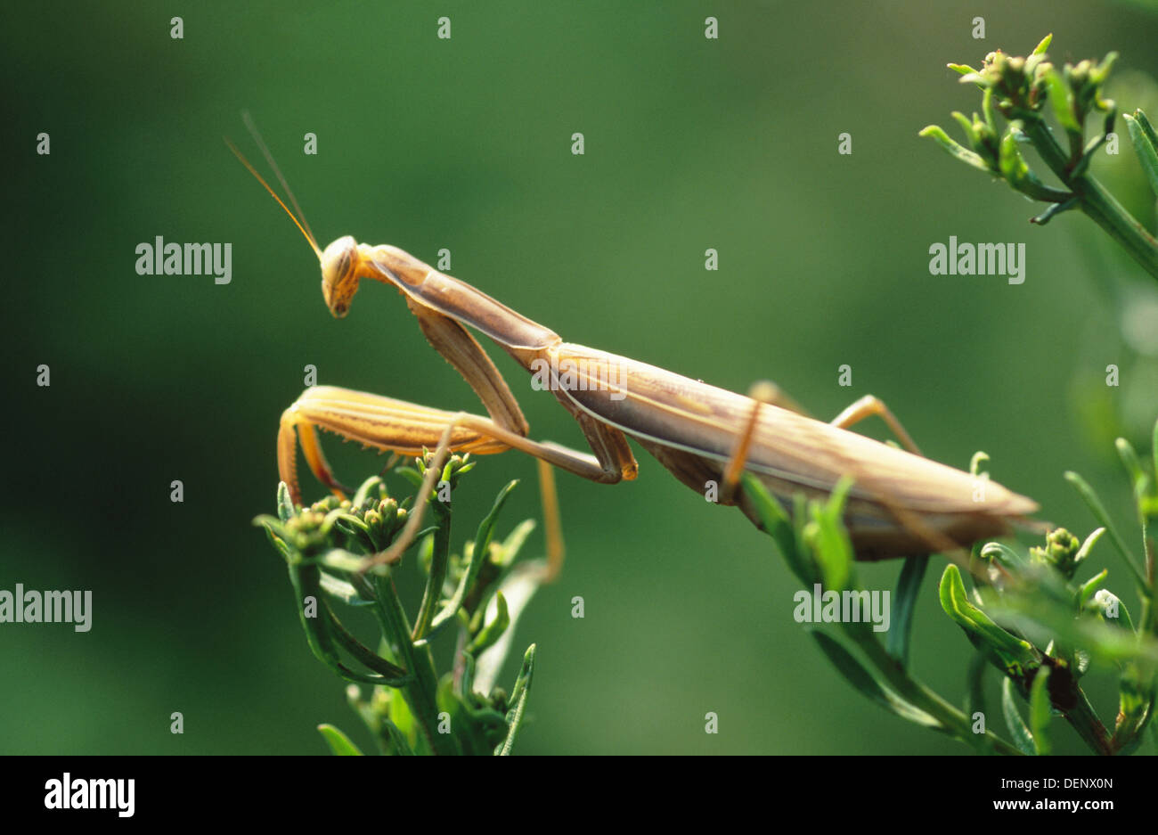 Praying Mantis (Mantis religiosa Stock Photo - Alamy