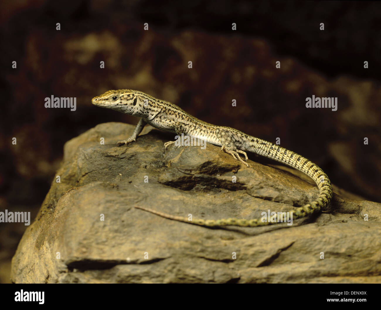 Iberian wall lizard or podarcis hispanica High Resolution Stock ...
