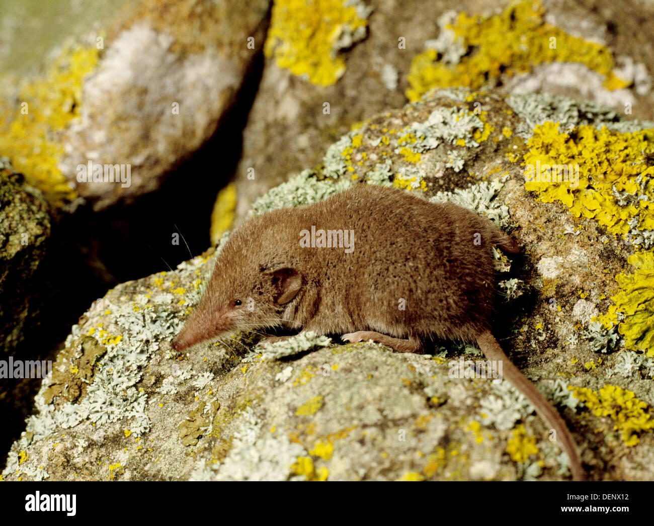 Crocidura High Resolution Stock Photography and Images - Alamy