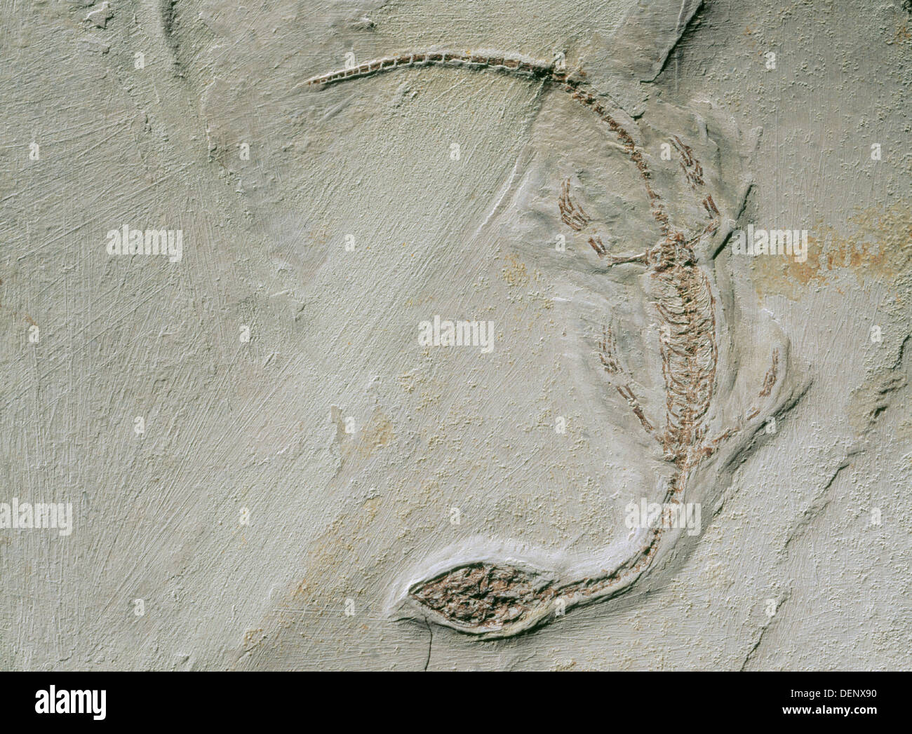 Hyphalosaurus lingyuanensis hi-res stock photography and images - Alamy