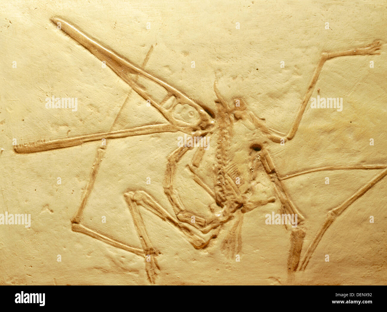 Pterodactylus hi-res stock photography and images - Alamy