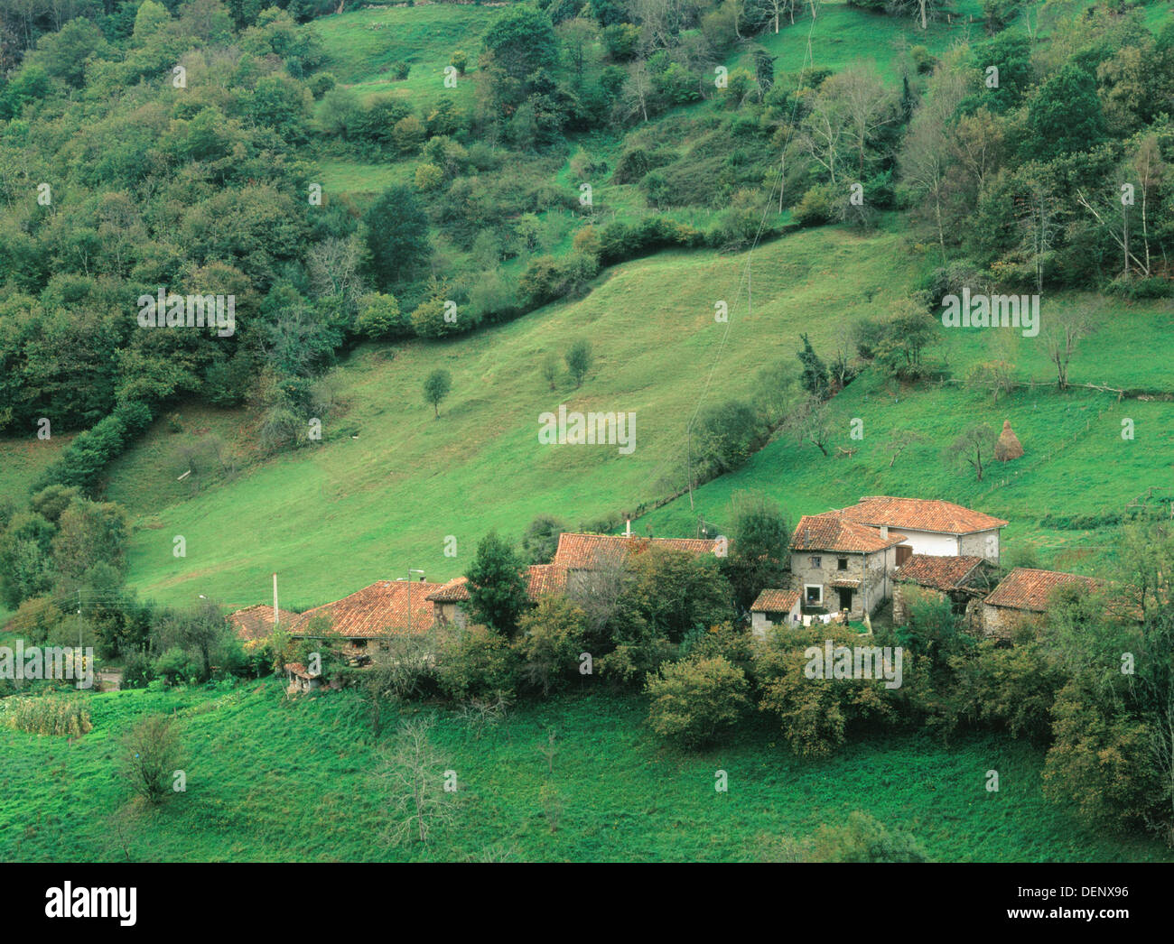 Ponga valley hi-res stock photography and images - Alamy