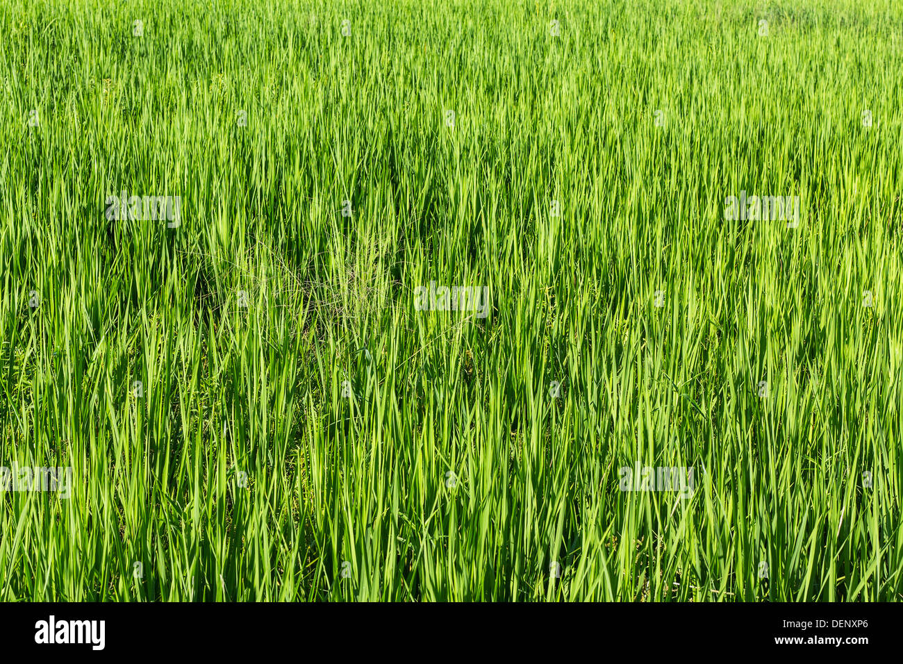 Seedling and farm crop field hi-res stock photography and images - Alamy
