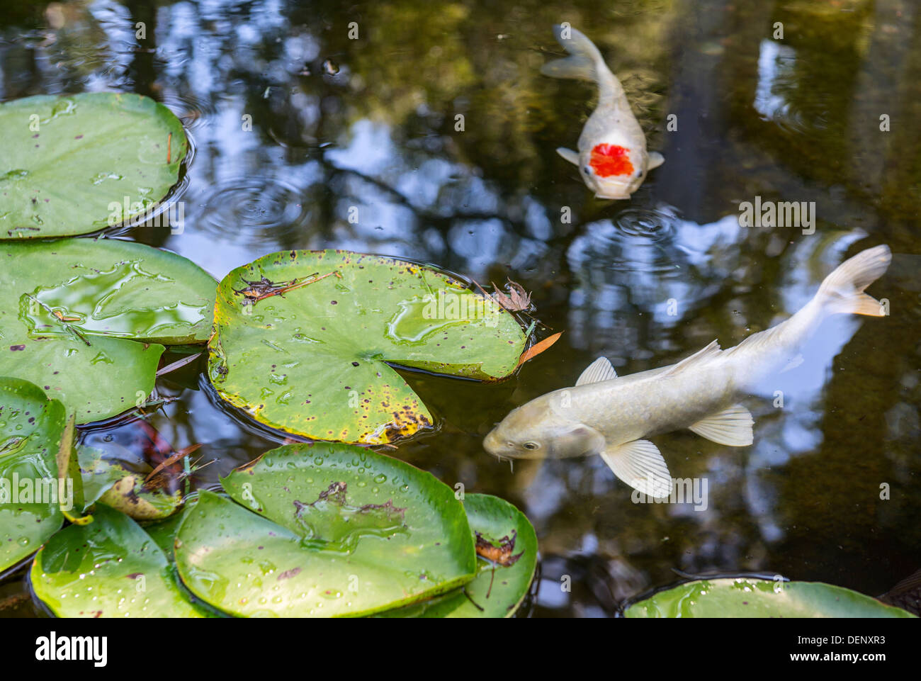 Lily pond huntington botanical gardens hi-res stock photography and ...