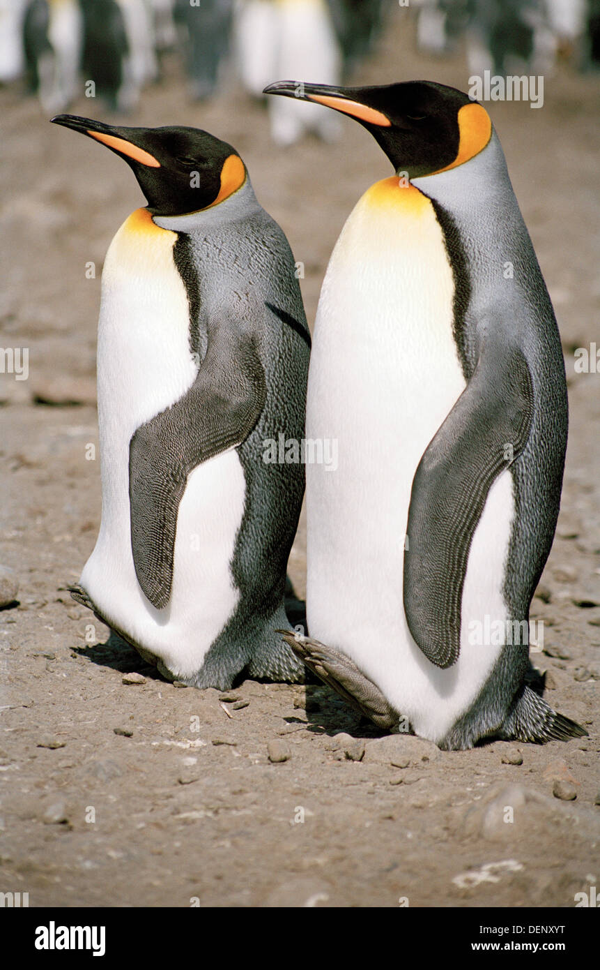 Two King Penguins put their feet up, Salisbury Plain, Bay of Isles ...