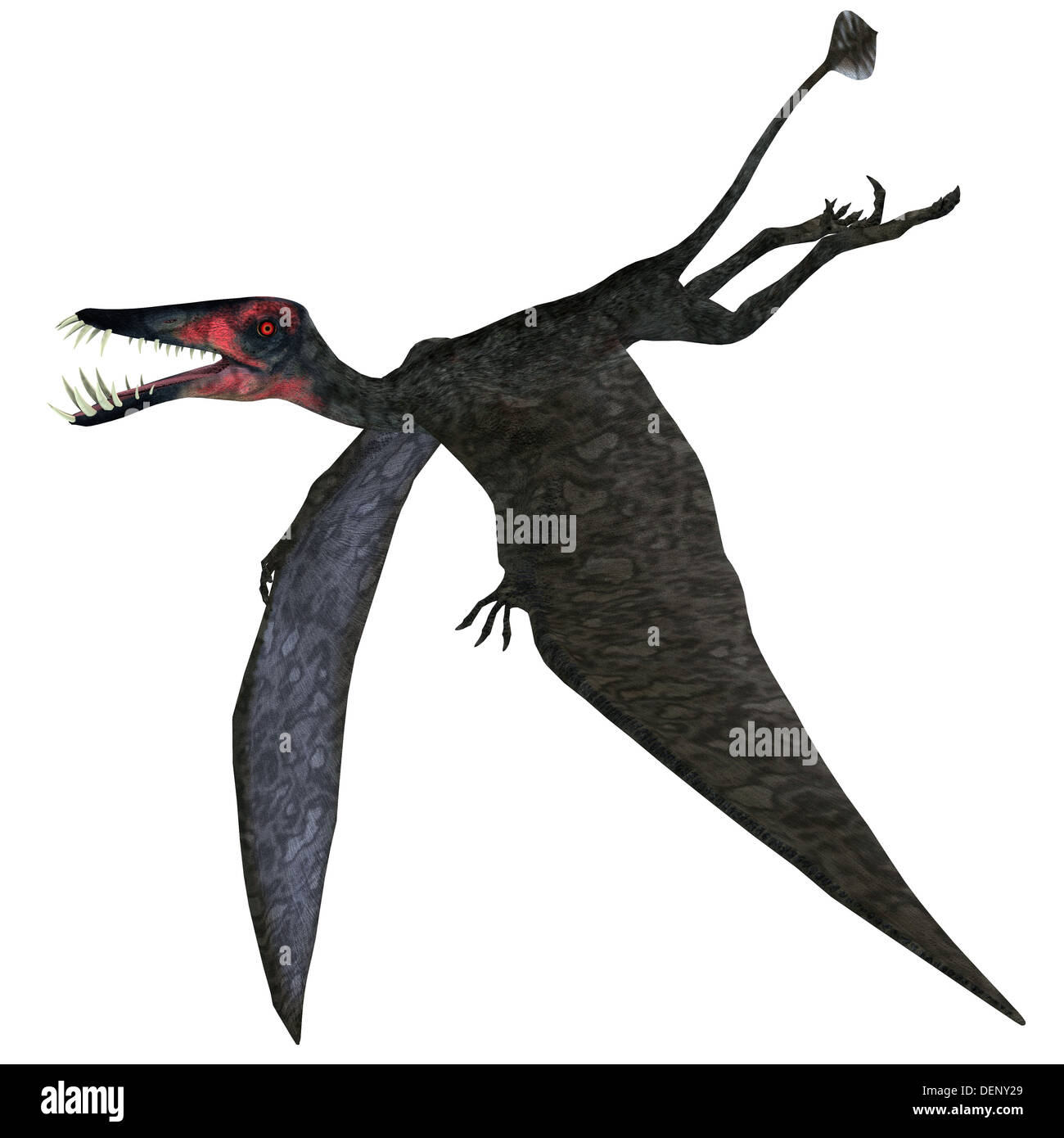 Mesozoic bird hi-res stock photography and images - Alamy