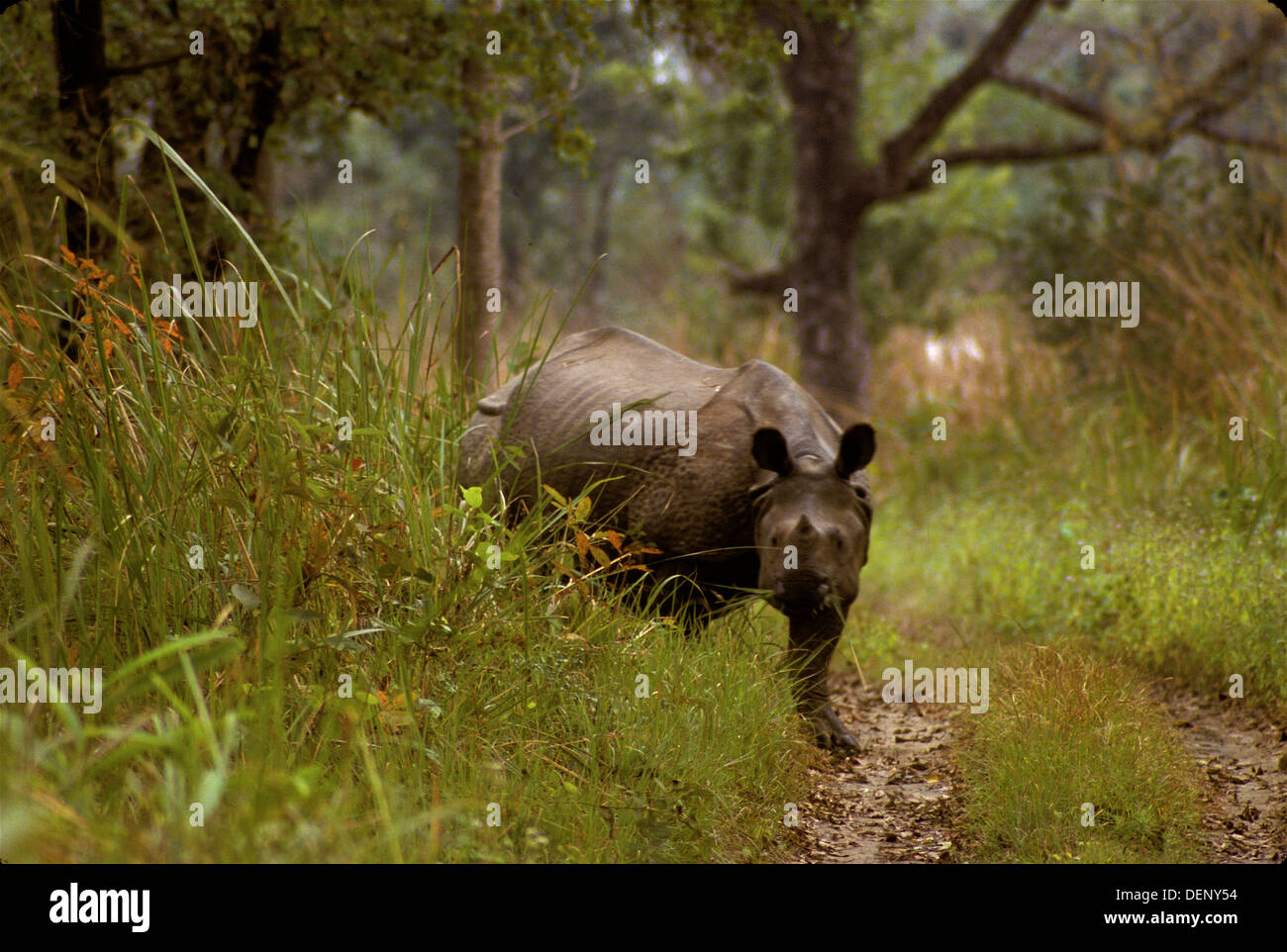 rhinoceros, rhino, indian, asian, asia, nepal, jungle Stock Photo - Alamy