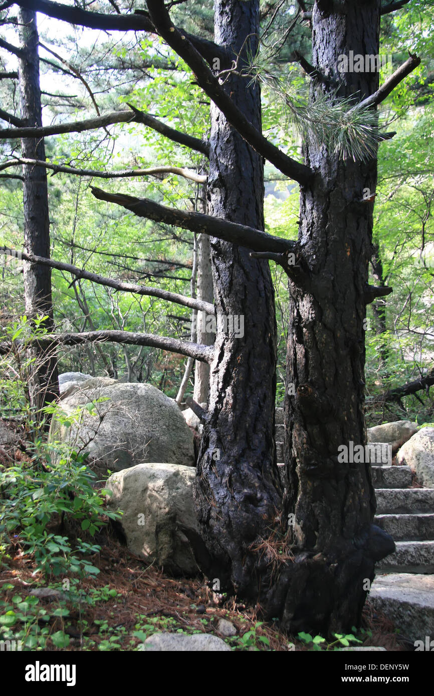 Qinglong High Resolution Stock Photography and Images - Alamy