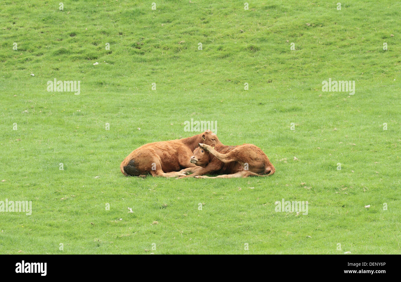 beef cattle on green grass background Stock Photo - Alamy