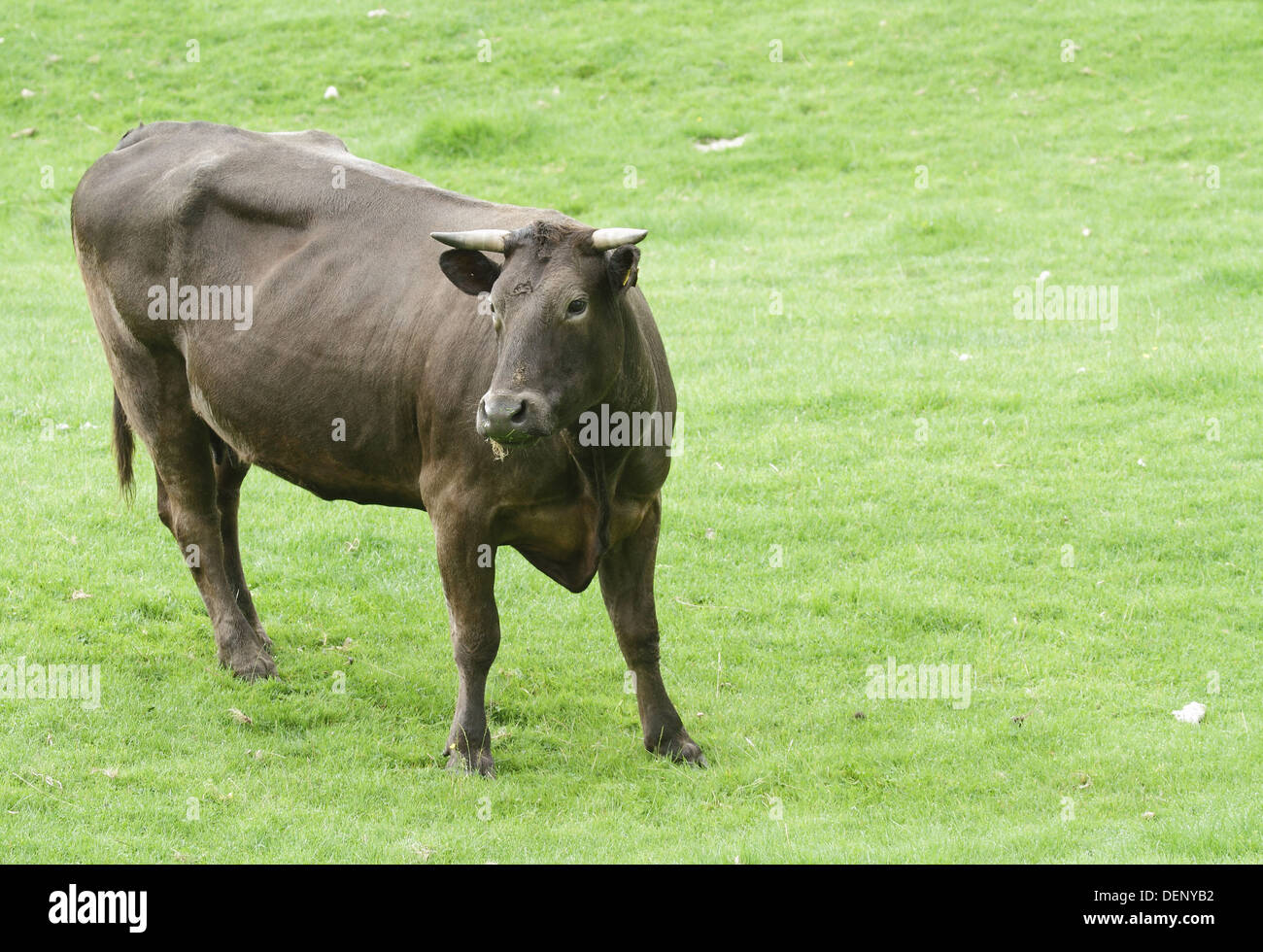 beef cattle on green grass background Stock Photo - Alamy