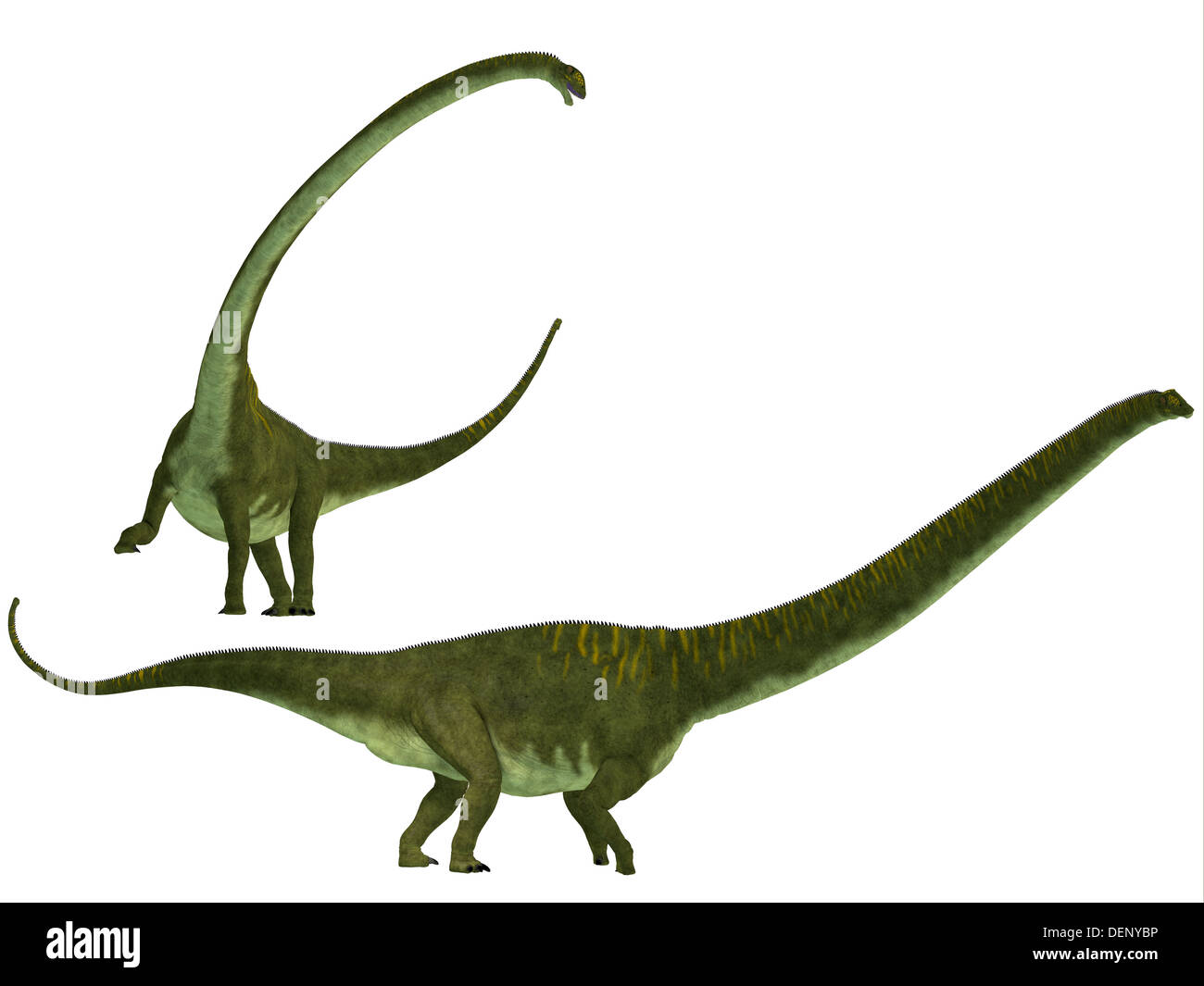 Mamenchisaurus hi-res stock photography and images - Alamy